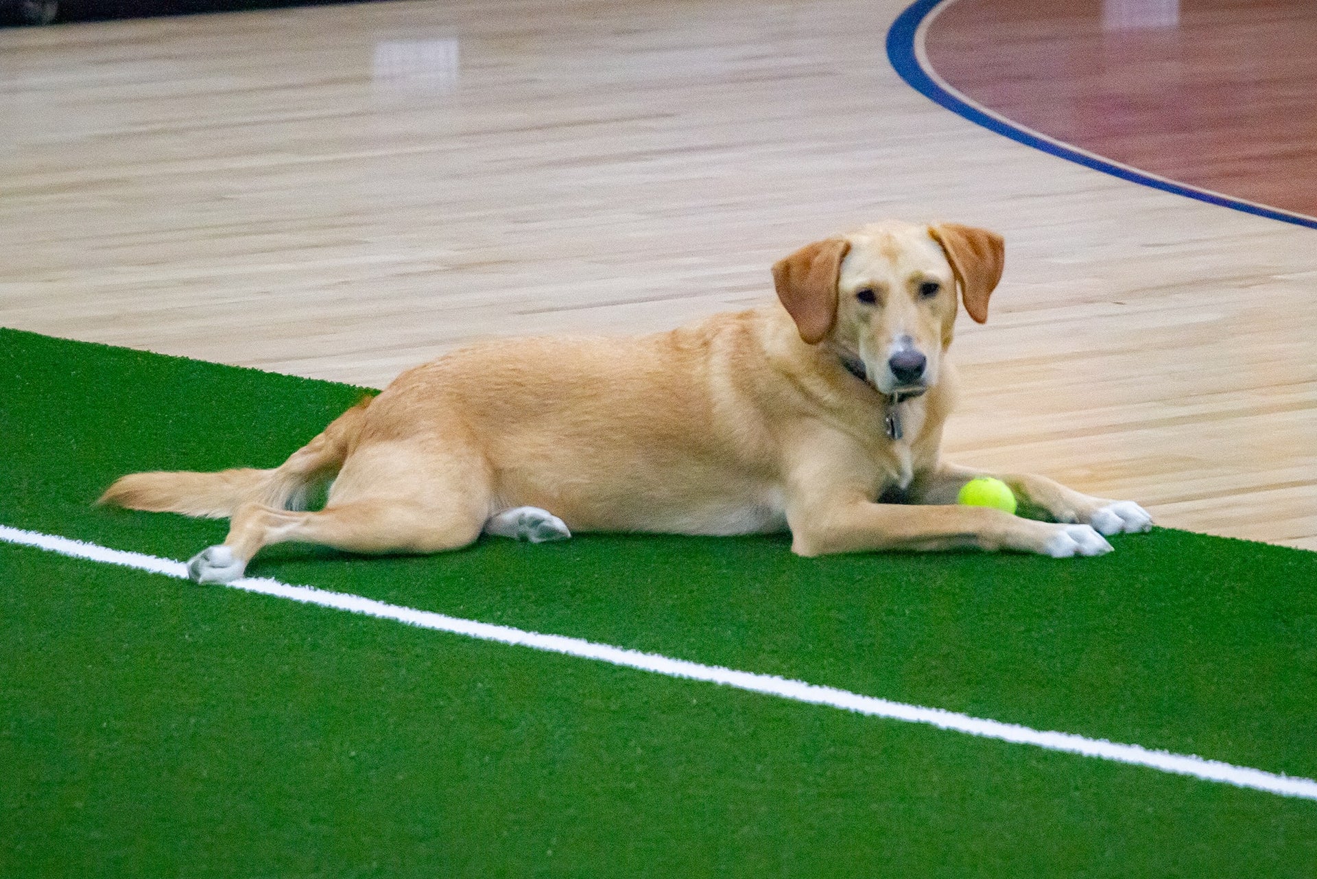 Official Dan Patrick Show Merchandise – The Dan Patrick Show Merchandise